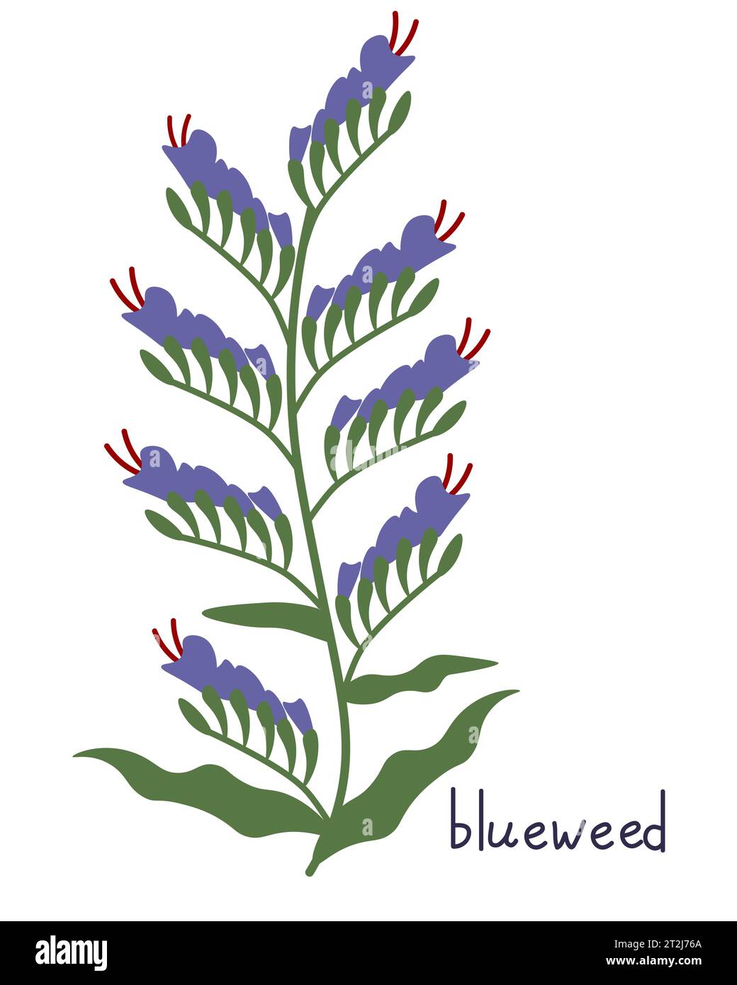 Echium vulgare simple vector illustration Stock Vector Image & Art - Alamy Echium vulgare simple vector illustration Stock Vector Image & Art - Alamy