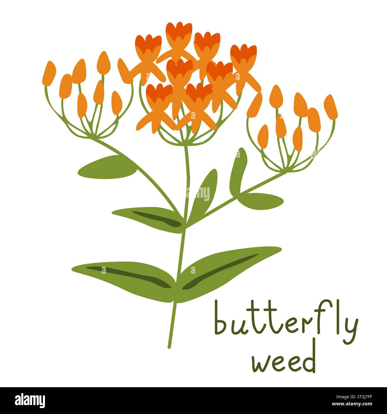 Butterfly weed isolated Stock Vector Images - Alamy
