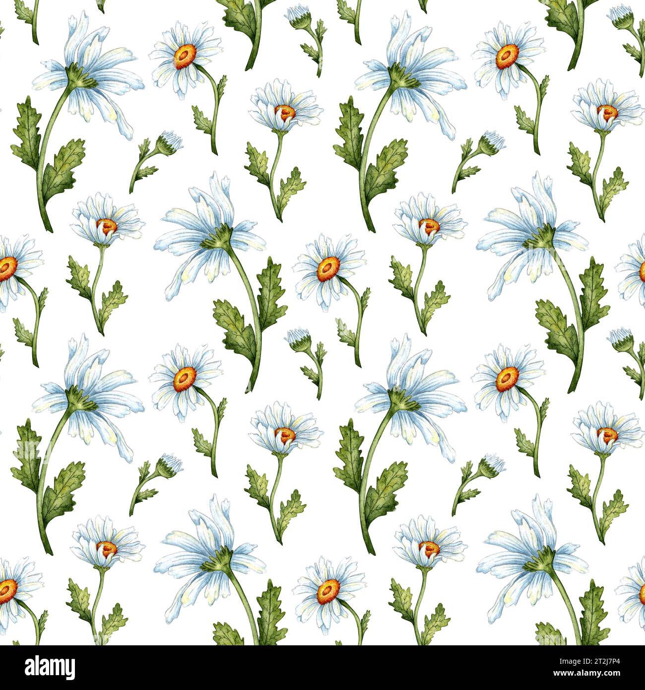 White daisies patten isolated on white background. Freehand watercolor ...