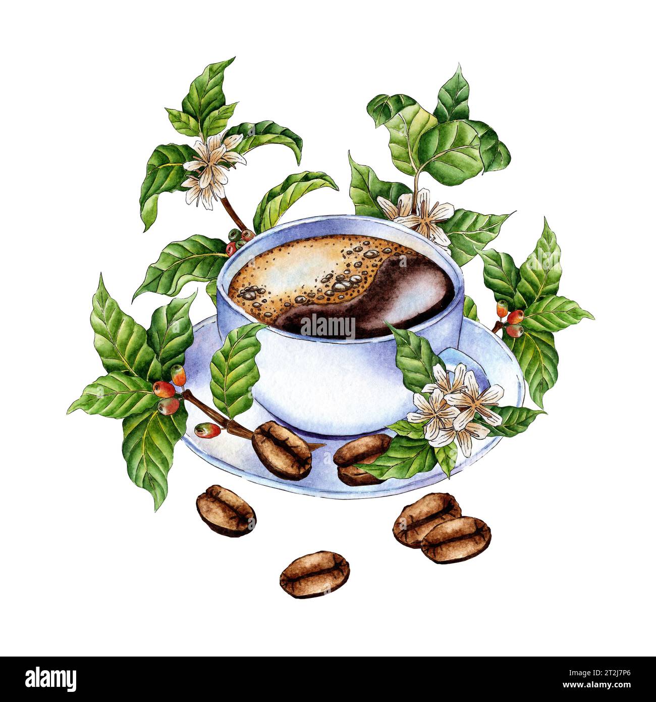 Watercolor illustration of a white coffee cup, saucer, twigs, coffee ...