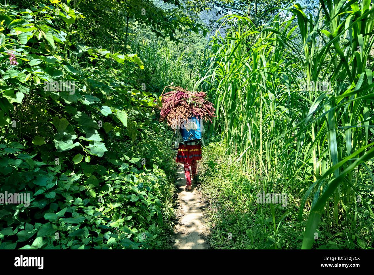 Flower Hmong woman carrying amaranth, Ma Pi Leng, Ha Giang, Vietnam ...