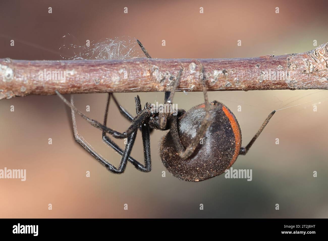 Australian Red-backed Spider in web Stock Photo - Alamy