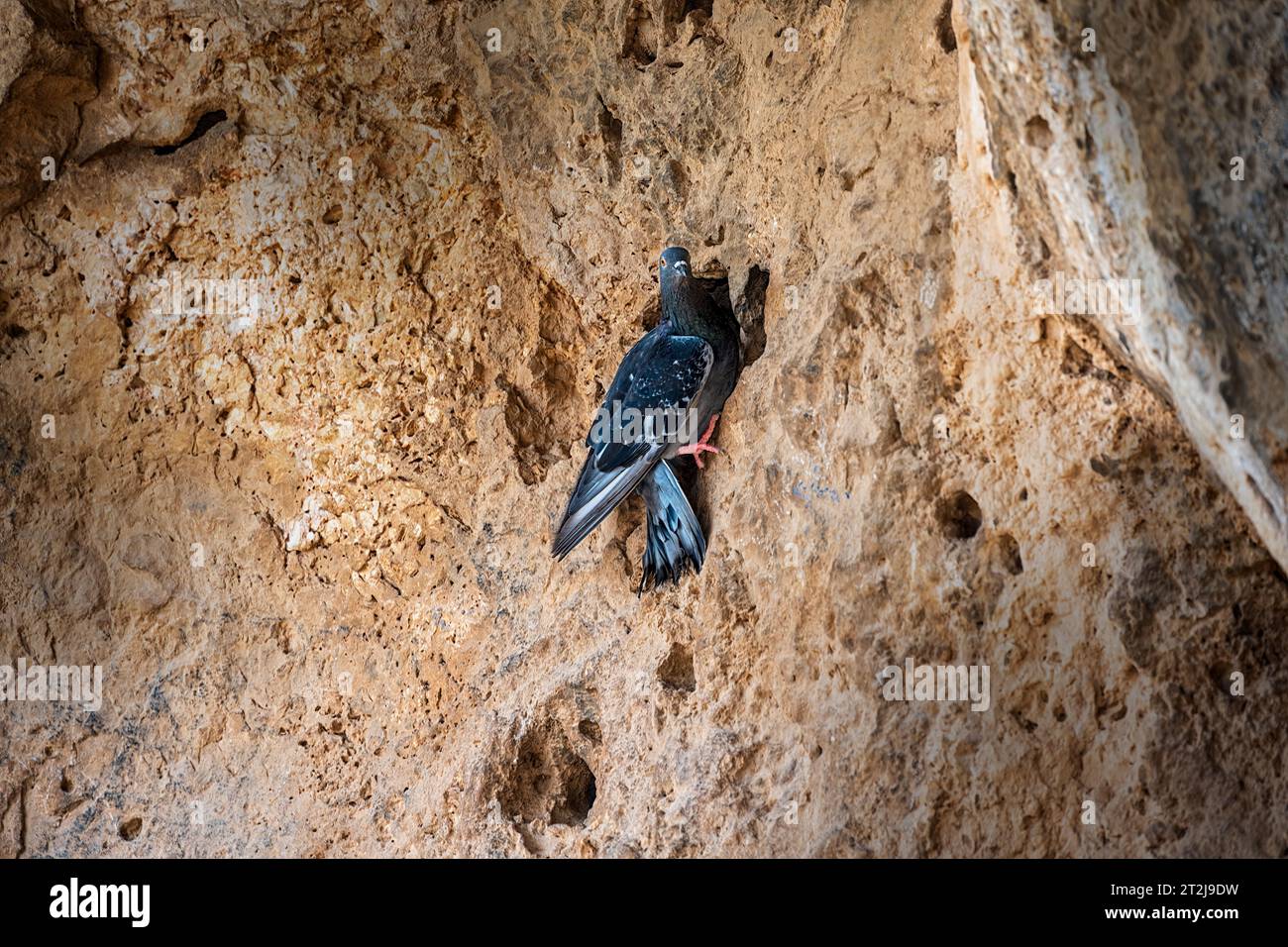 Pigeon nesting in a cave wall, Mahal Neharot preserve, Israel Stock ...