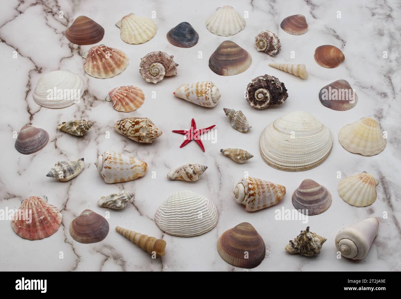 Collection of assorted shells isolated on white background Stock Photo ...