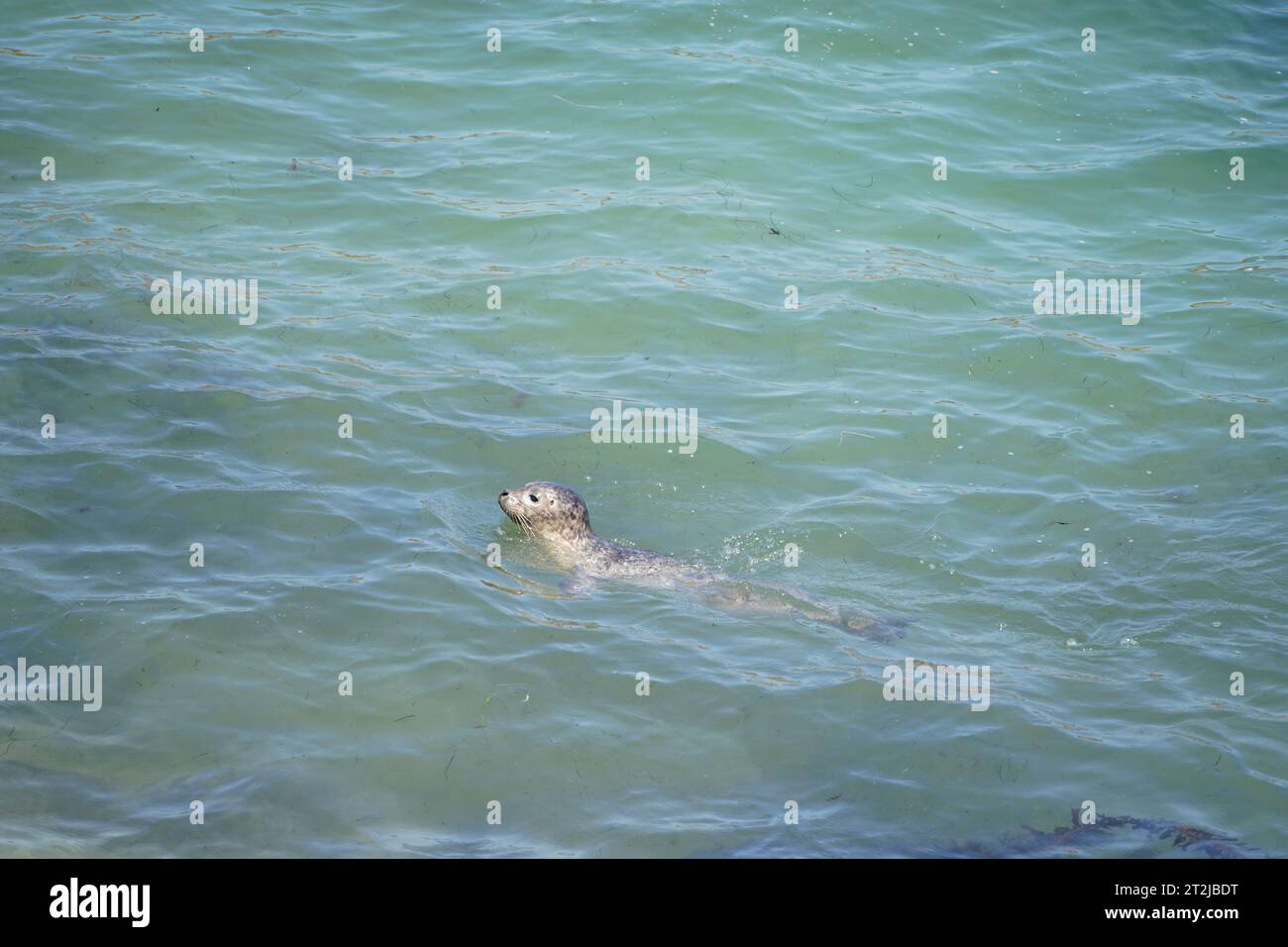 A smiling harbor seal swimming in the crystal blue waters of its ...