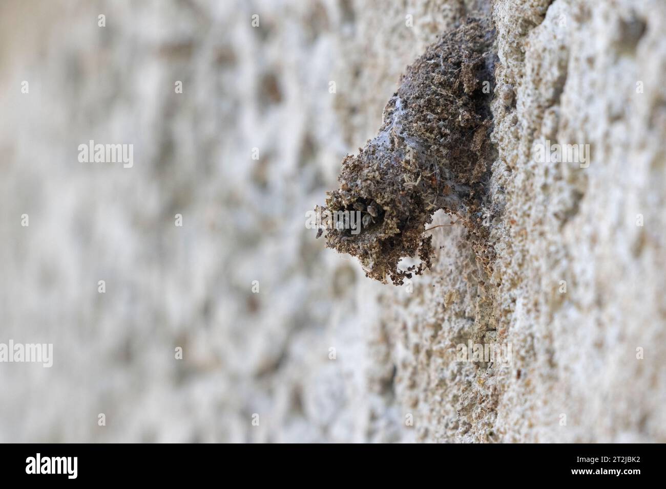 Entrance of Indian stingless bee hive located on a wall. Tetragonula ...