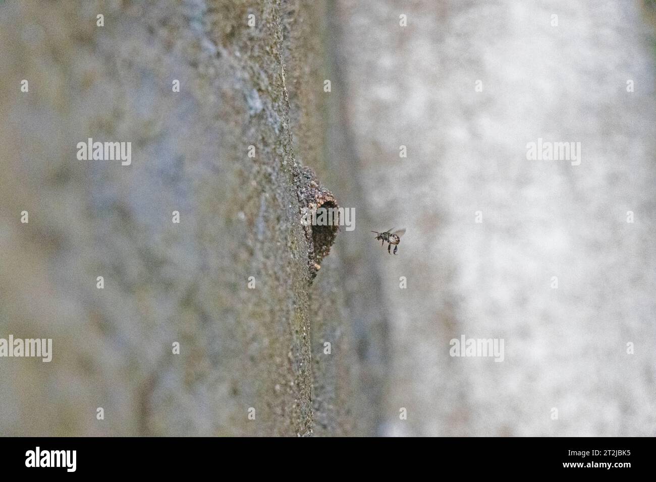 Indian stingless bee entering its hive. Tetragonula iridipennis, dammar ...