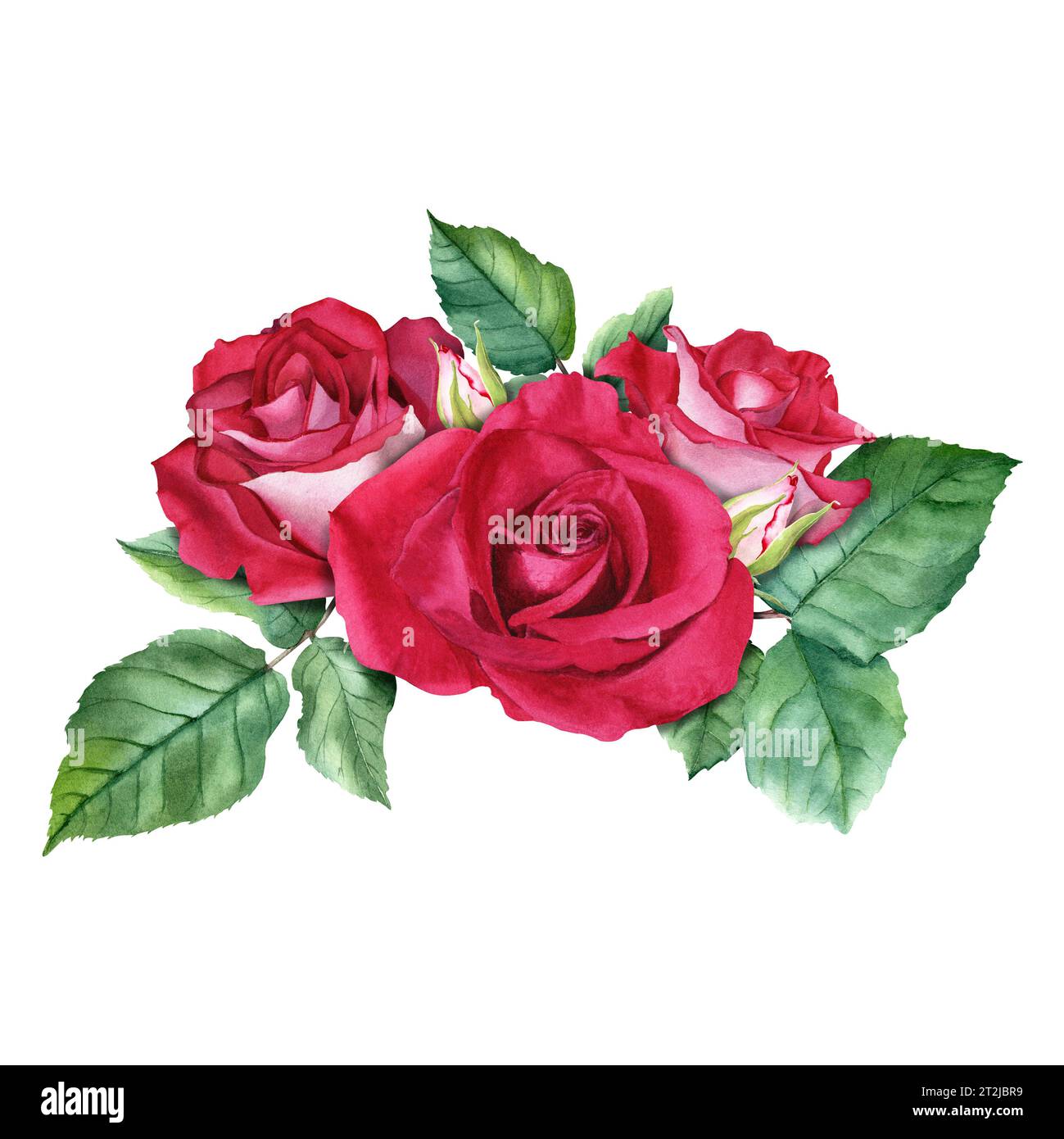 A composition with Luxor Roses blooms buds and leaves. Watercolor ...
