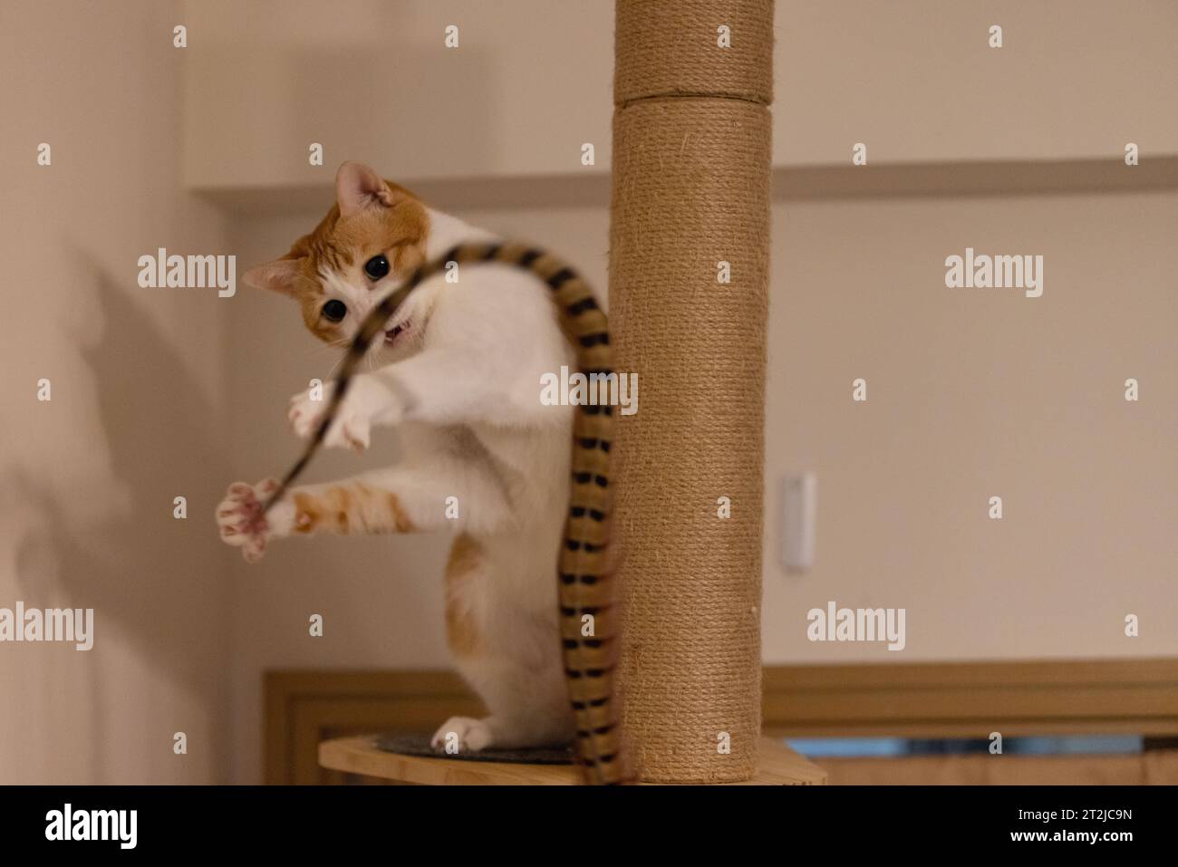 Cats catch hi-res stock photography and images - Alamy