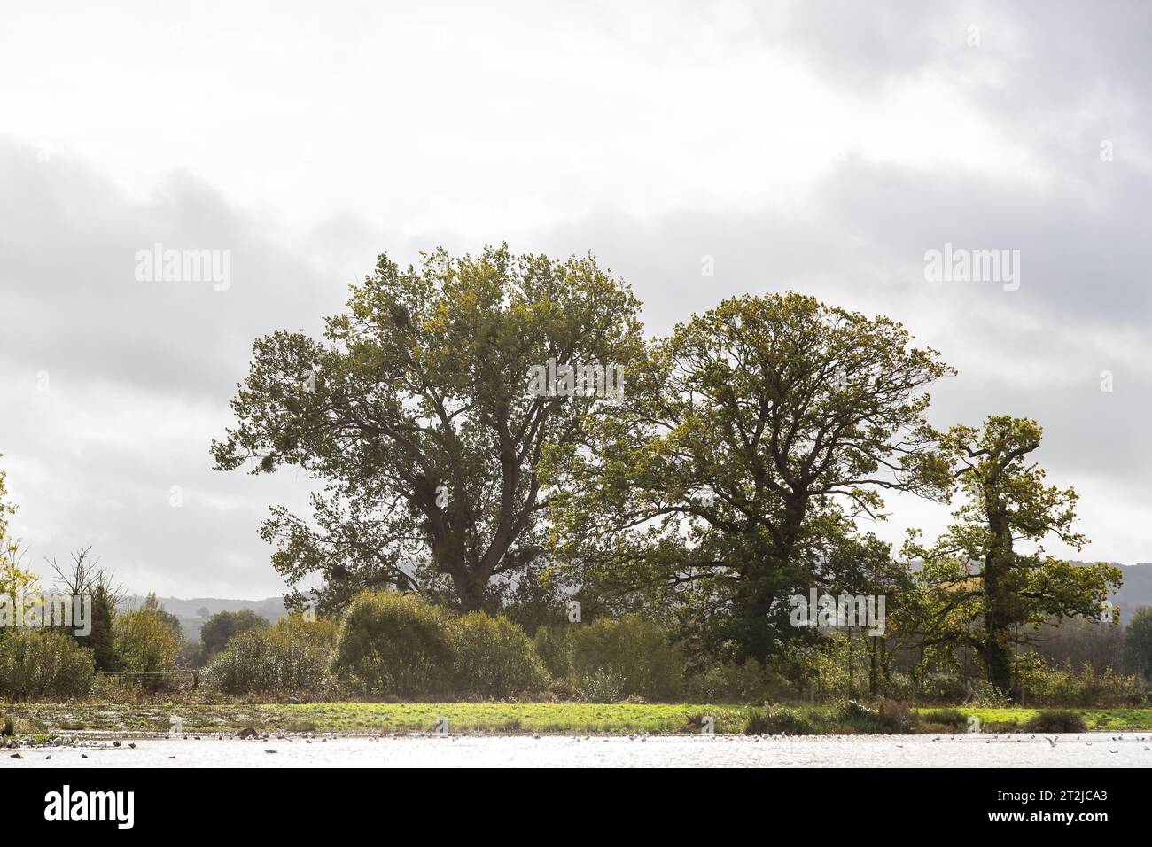 Wildfowl and Wetlands Trust, Slimbridge, Gloucestershire. Oaks South ...