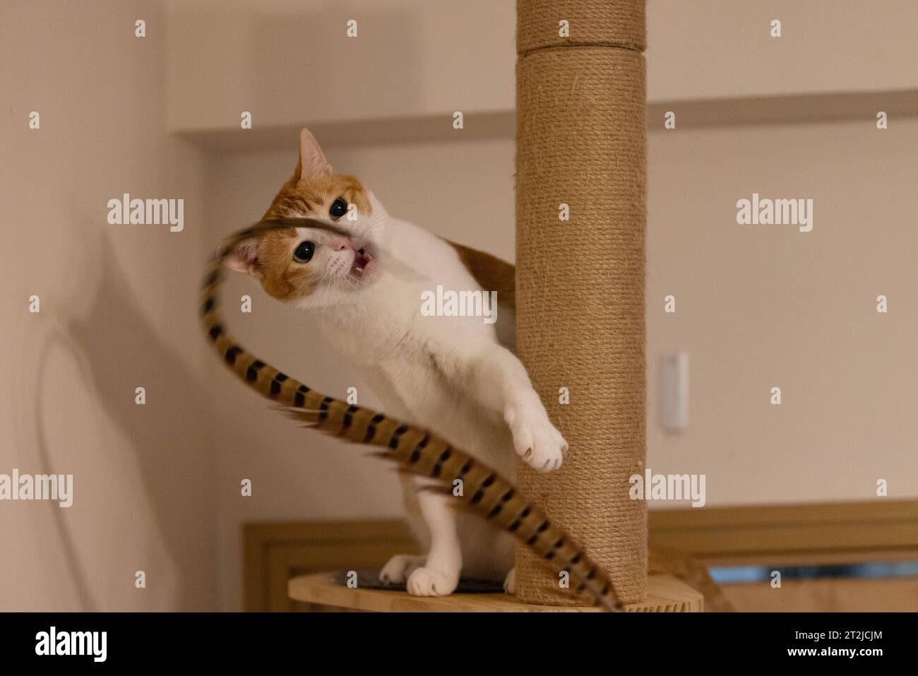 Angry ginger cat hi-res stock photography and images - Alamy