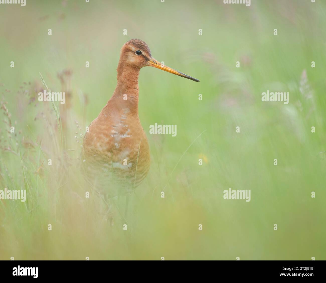 Black-tailed godwit in wetlands breeding grounds, Iceland, limosa ...