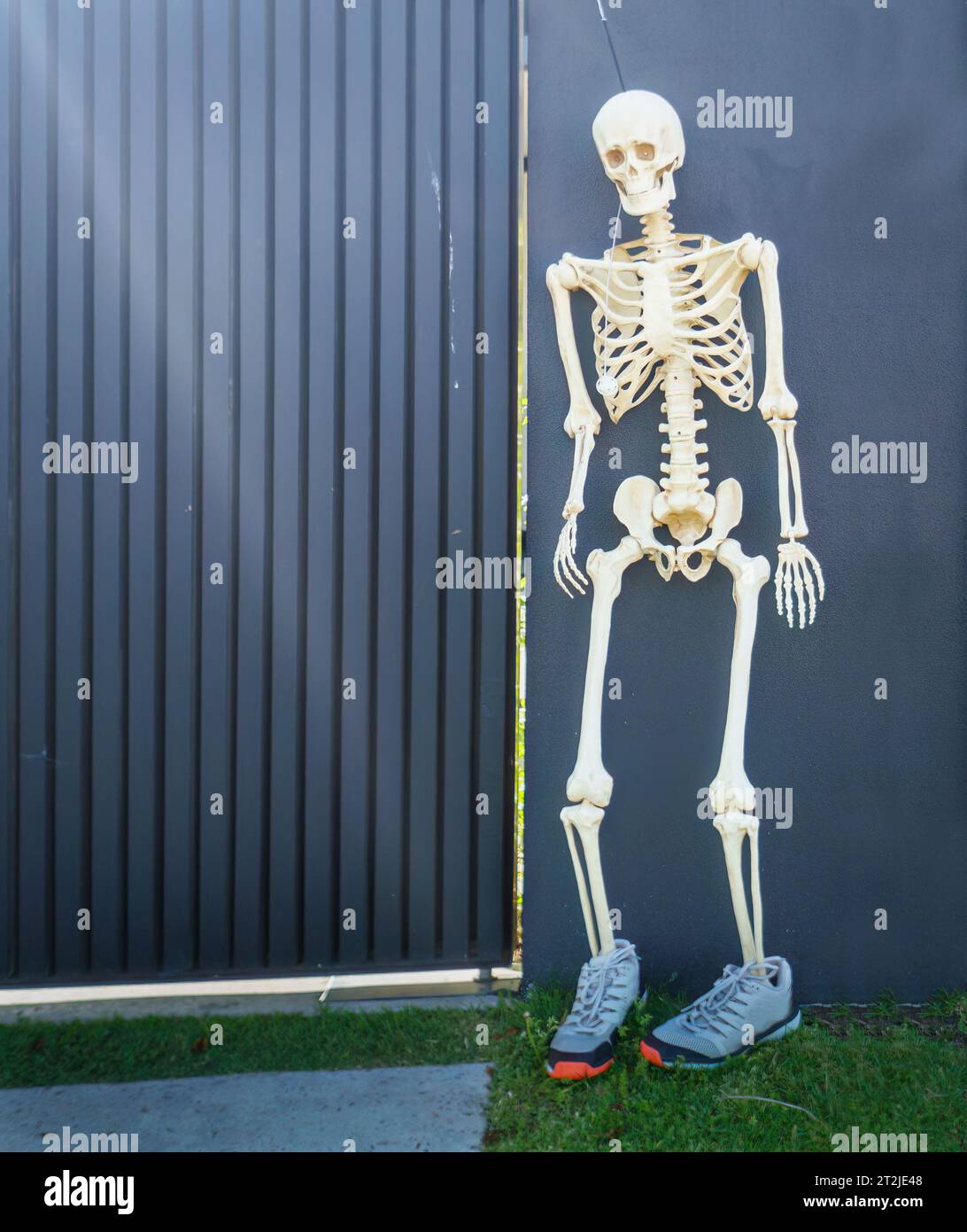 Skeleton standing by a wall hi-res stock photography and images - Alamy