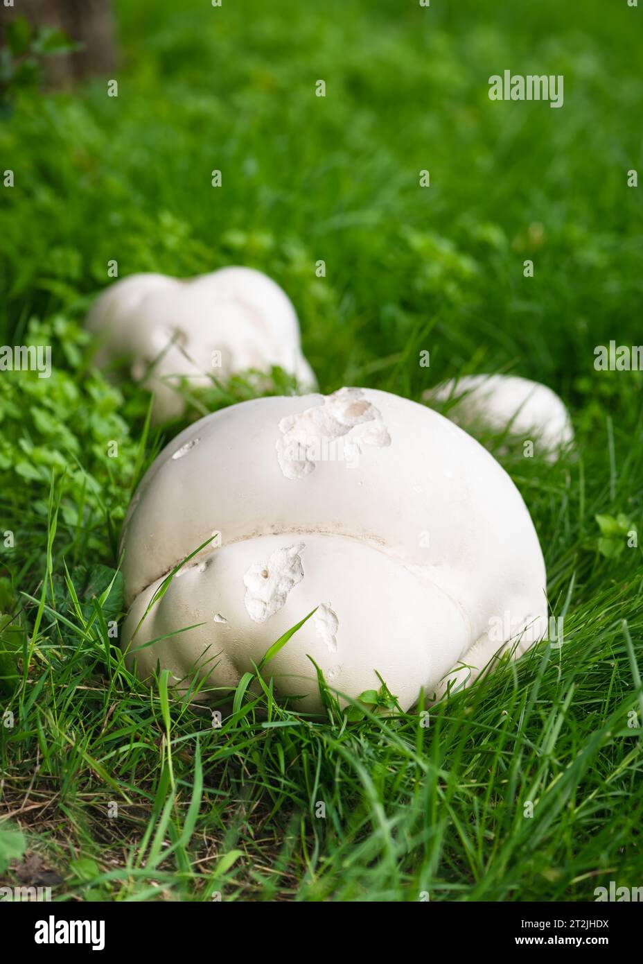 Huge Giant puffball mushrooms growing in the meadow. Edible and ...