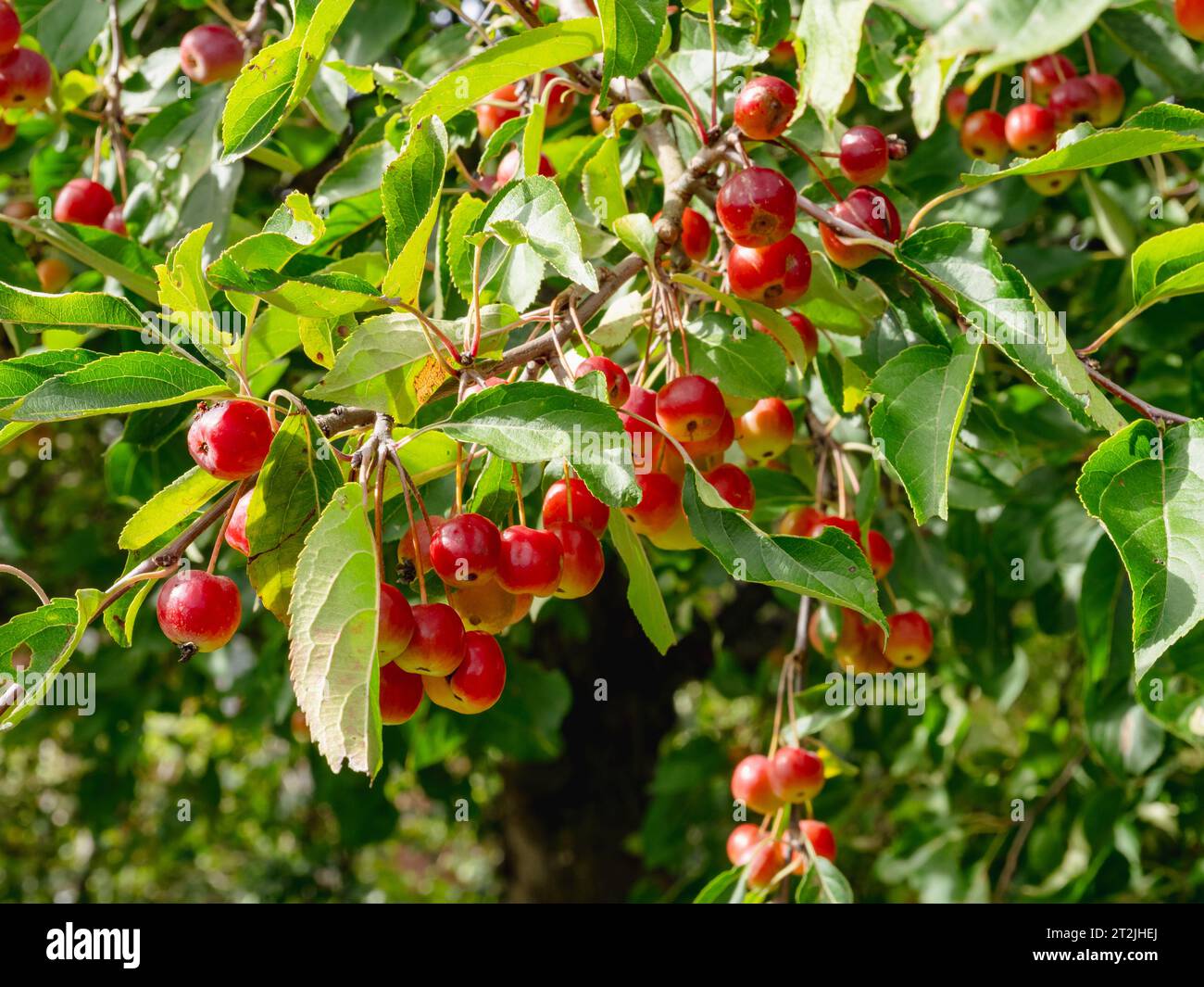 Crab Apple, Malus hupehensis Stock Photo - Alamy