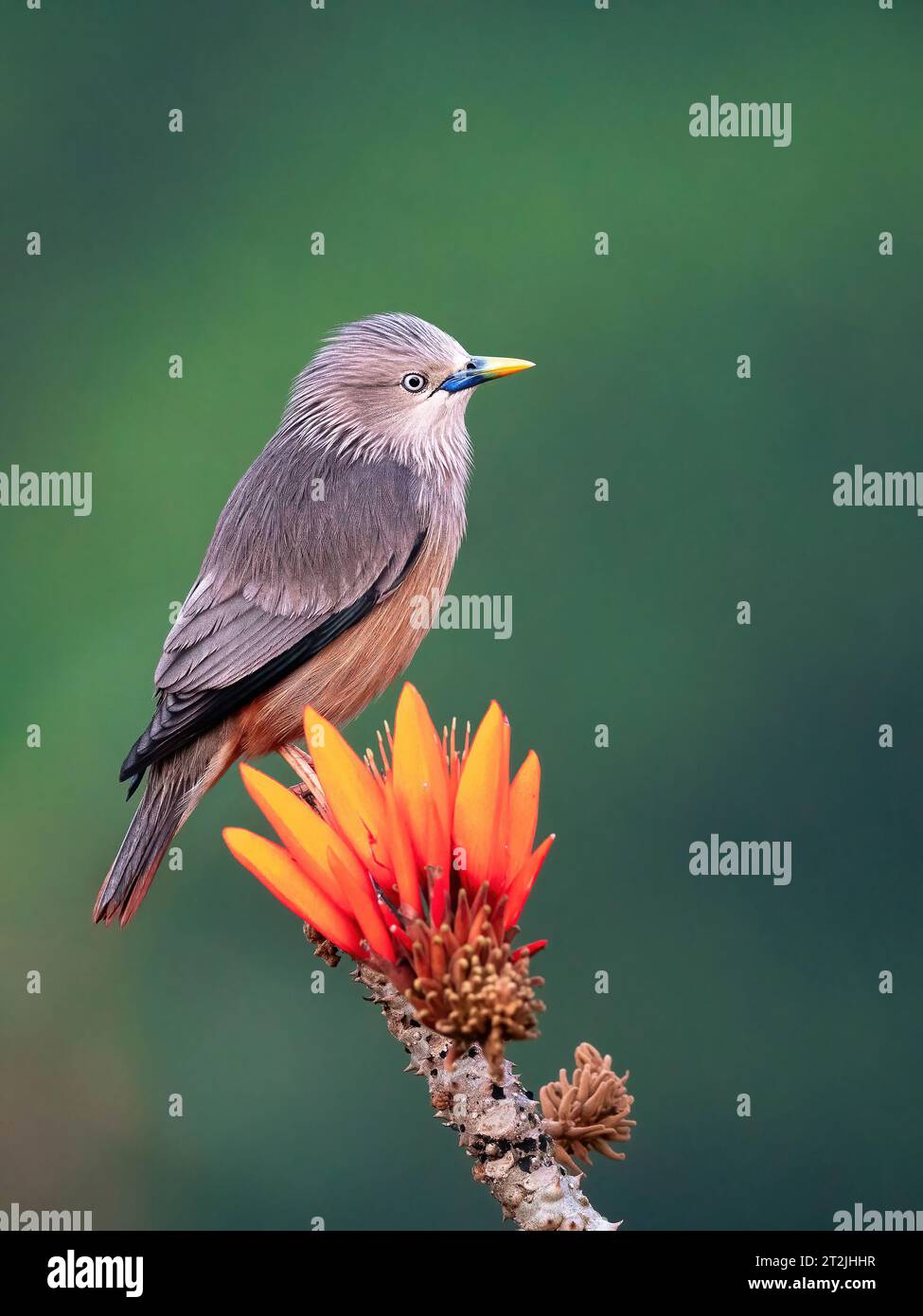 Chestnut tailed starling Stock Photo - Alamy