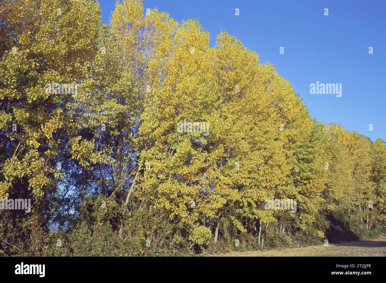 Autumn foliage, poplars with golden foliage against the background of a ...