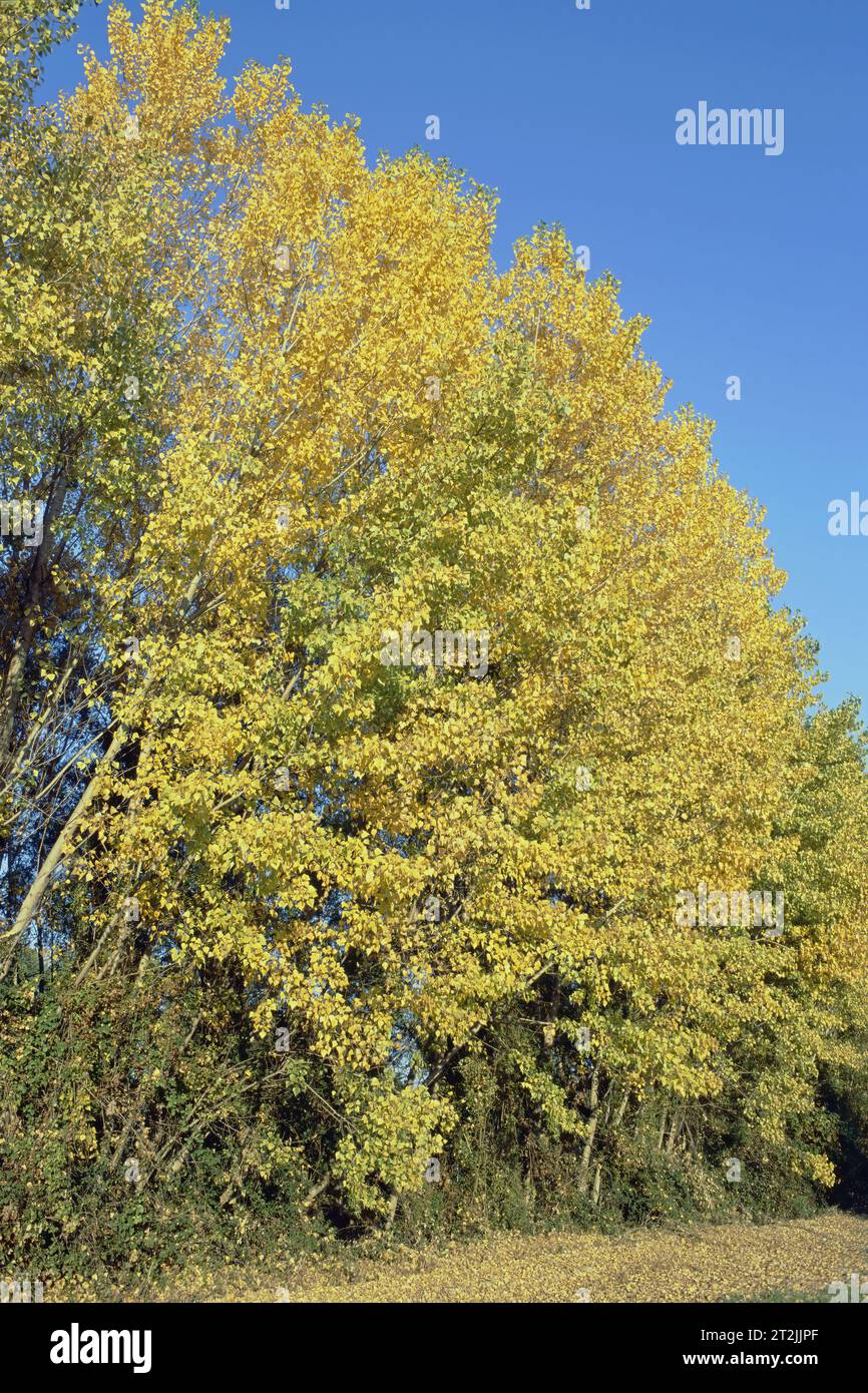 Autumn foliage, the golden leaves of the poplars trees against the ...