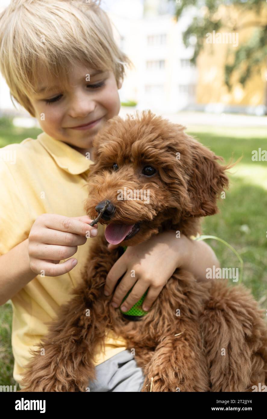 Boy with a poodle hi-res stock photography and images - Alamy