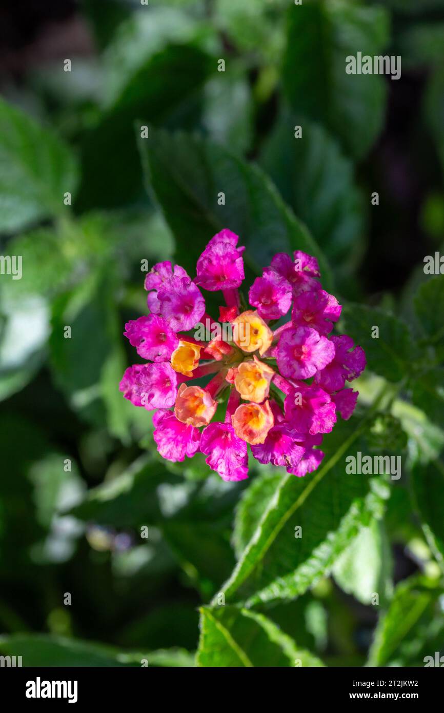 Full frame macro texture background of colorful purple and yellow ...