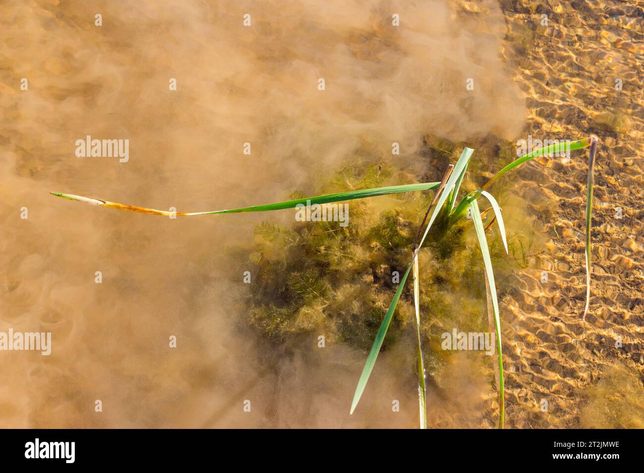 Algae growing at the bottom of a reservoir and turbidity raised from ...