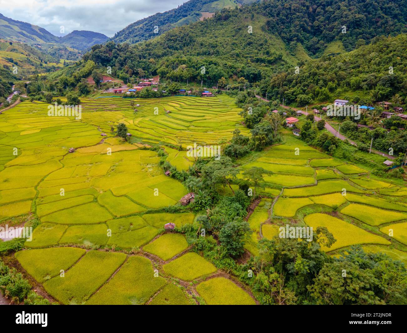 yellow green golden rice paddy field terraces at Sapan Bo Kluea Nan ...