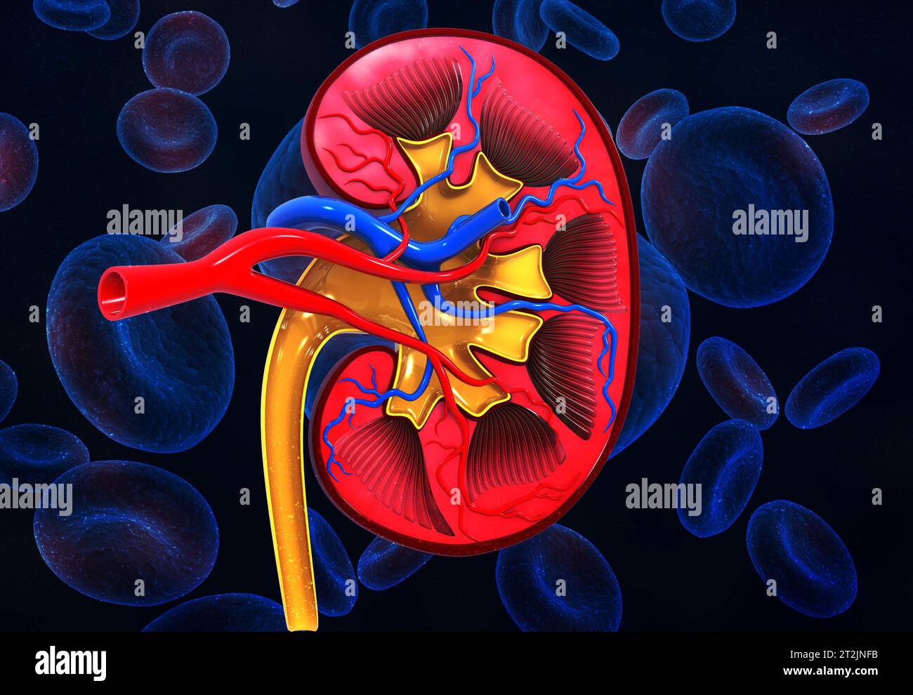 Human kidney anatomy on medical science background. 3d illustration ...