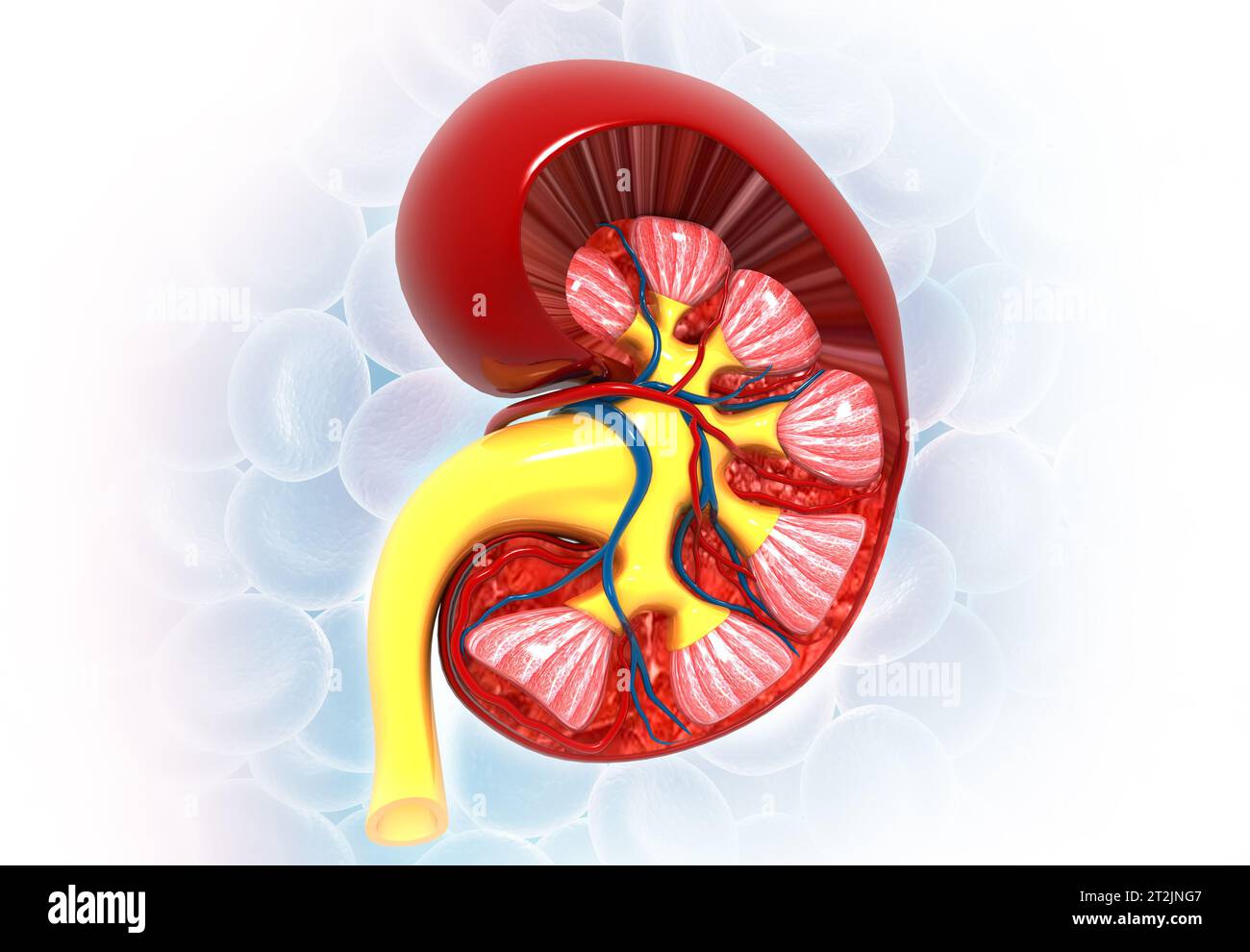 Human kidney anatomy on medical science background. 3d illustration ...