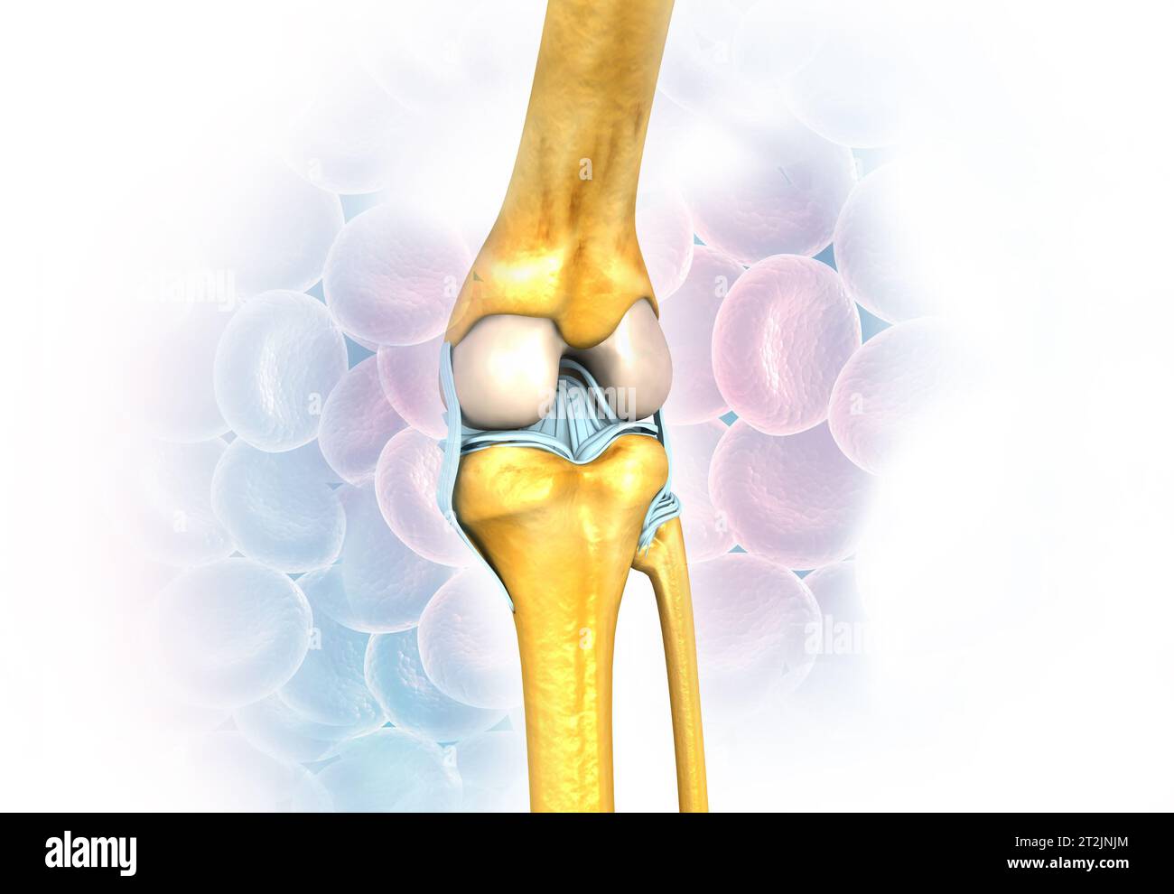 knee joint anatomy on medical background. 3d render Stock Photo - Alamy