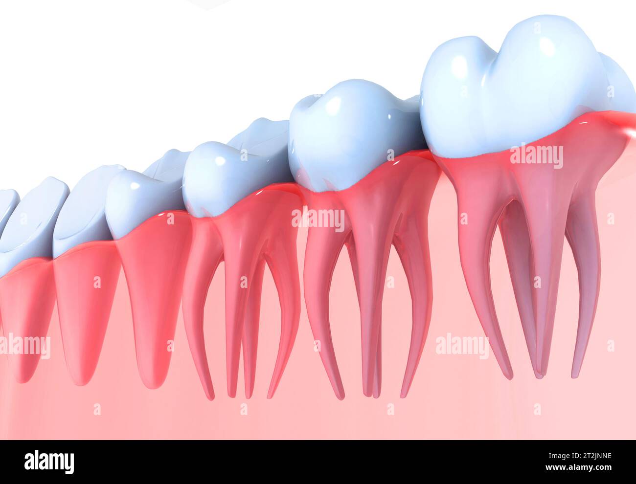 Tooth anatomy. 3d render Stock Photo - Alamy