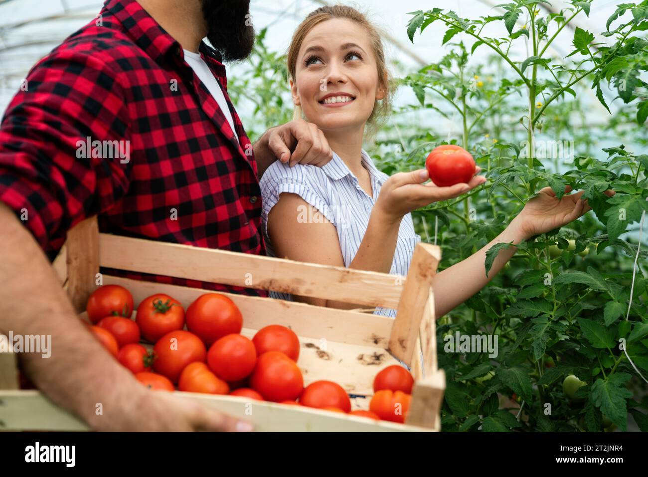 Young happy couple of farmers working in greenhouse, with organic bio ...