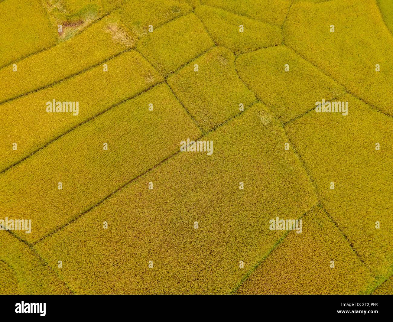 rice paddy field terraces at Sapan Bo Kluea Nan Thailand Stock Photo ...
