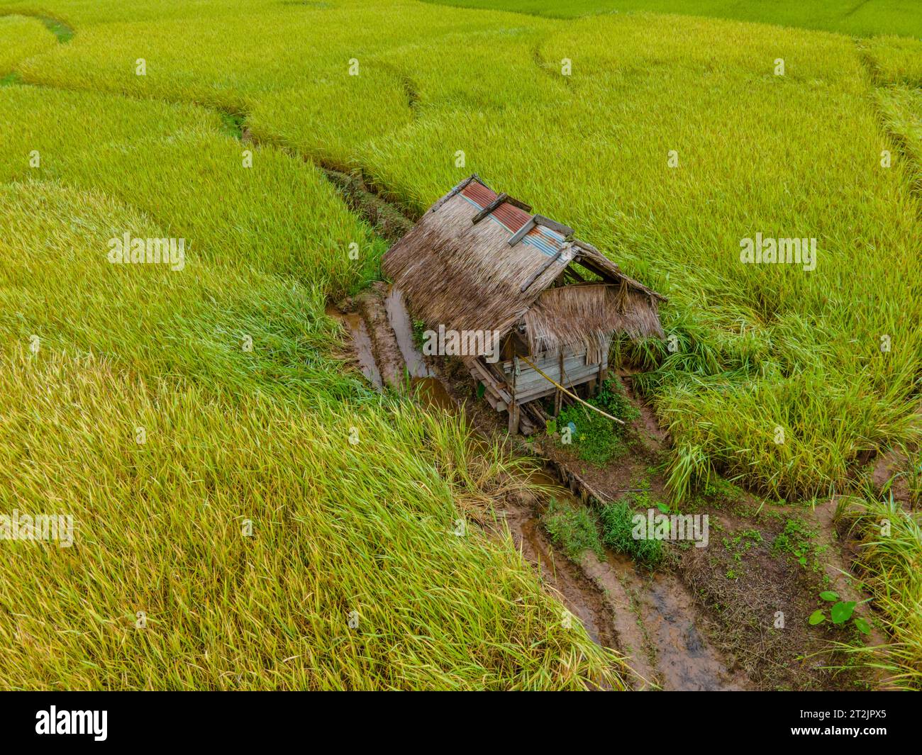 yellow green golden rice paddy field terraces at Sapan Bo Kluea Nan ...