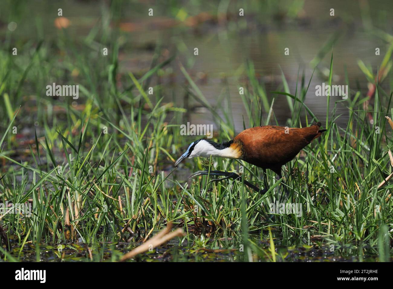 African jacana is a common bird in the waters of the Okavango Delta ...
