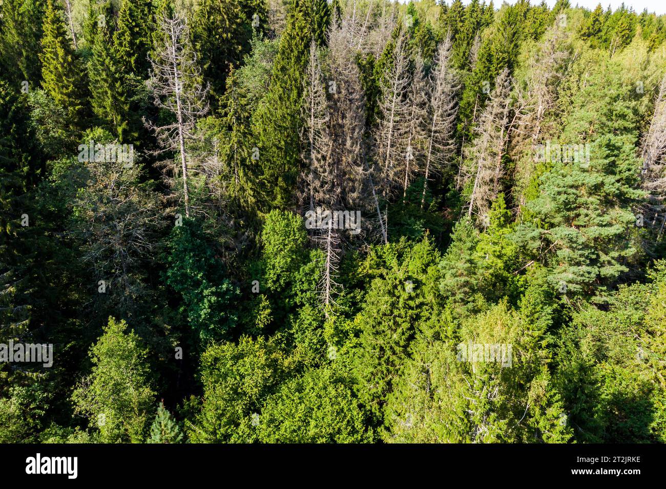 View of the forest thickets from the tops of the trees Stock Photo - Alamy