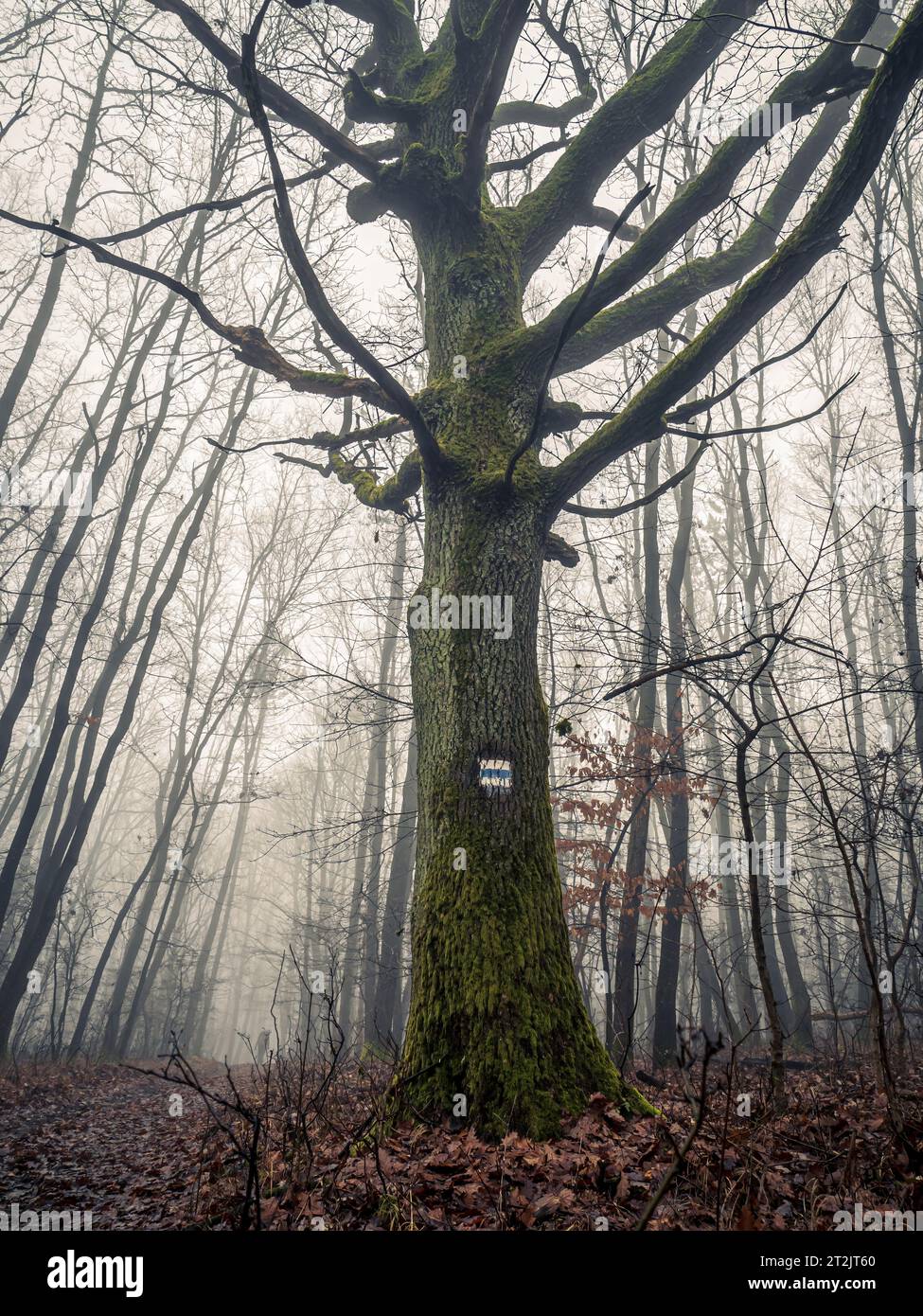 Huge giant tree in a foggy spooky autumn forest with blue tourist trail ...