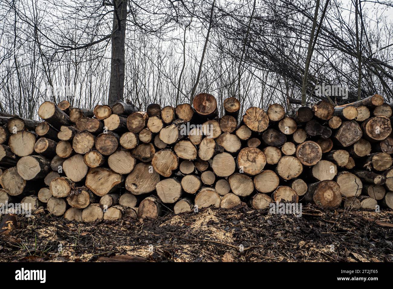 Log pile of hardwood timber in a forest, frontal view Stock Photo - Alamy