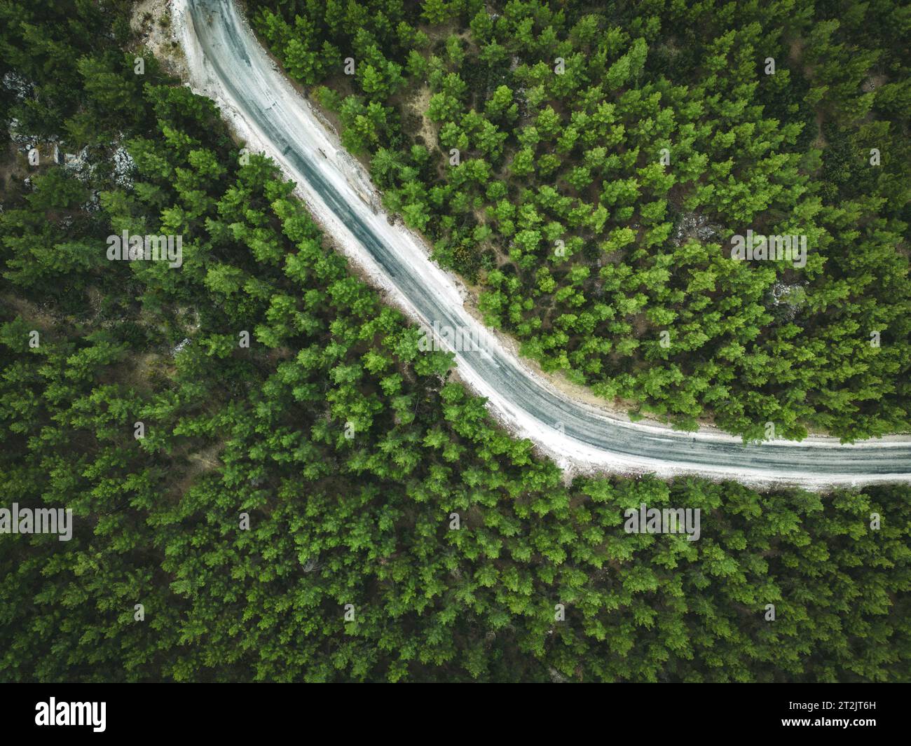 Aerial view of forest road with pine trees on both sides in autumn ...