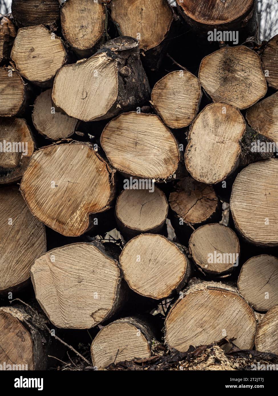 Closeup shot of a hardwood log pile, frontal view, texture, background ...