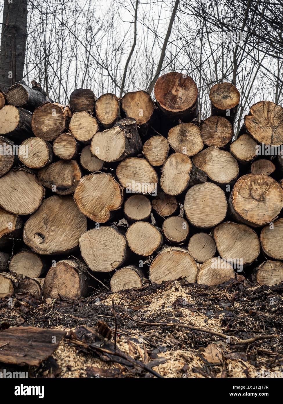 Log pile of hardwood timber in a forest, frontal view Stock Photo - Alamy
