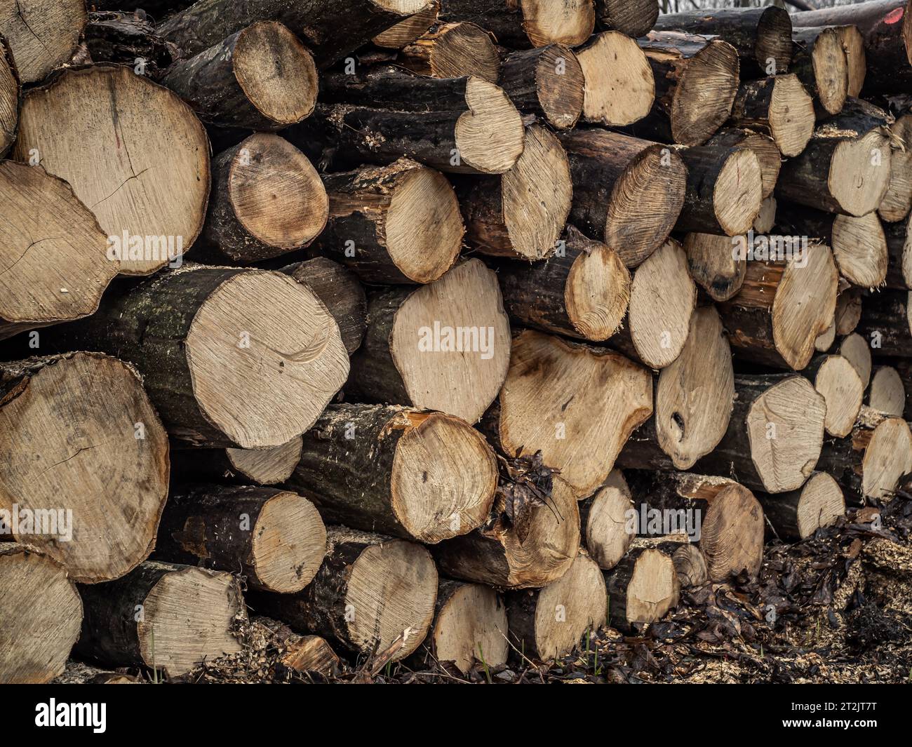 Closeup shot of a hardwood log pile, side view, texture, background ...