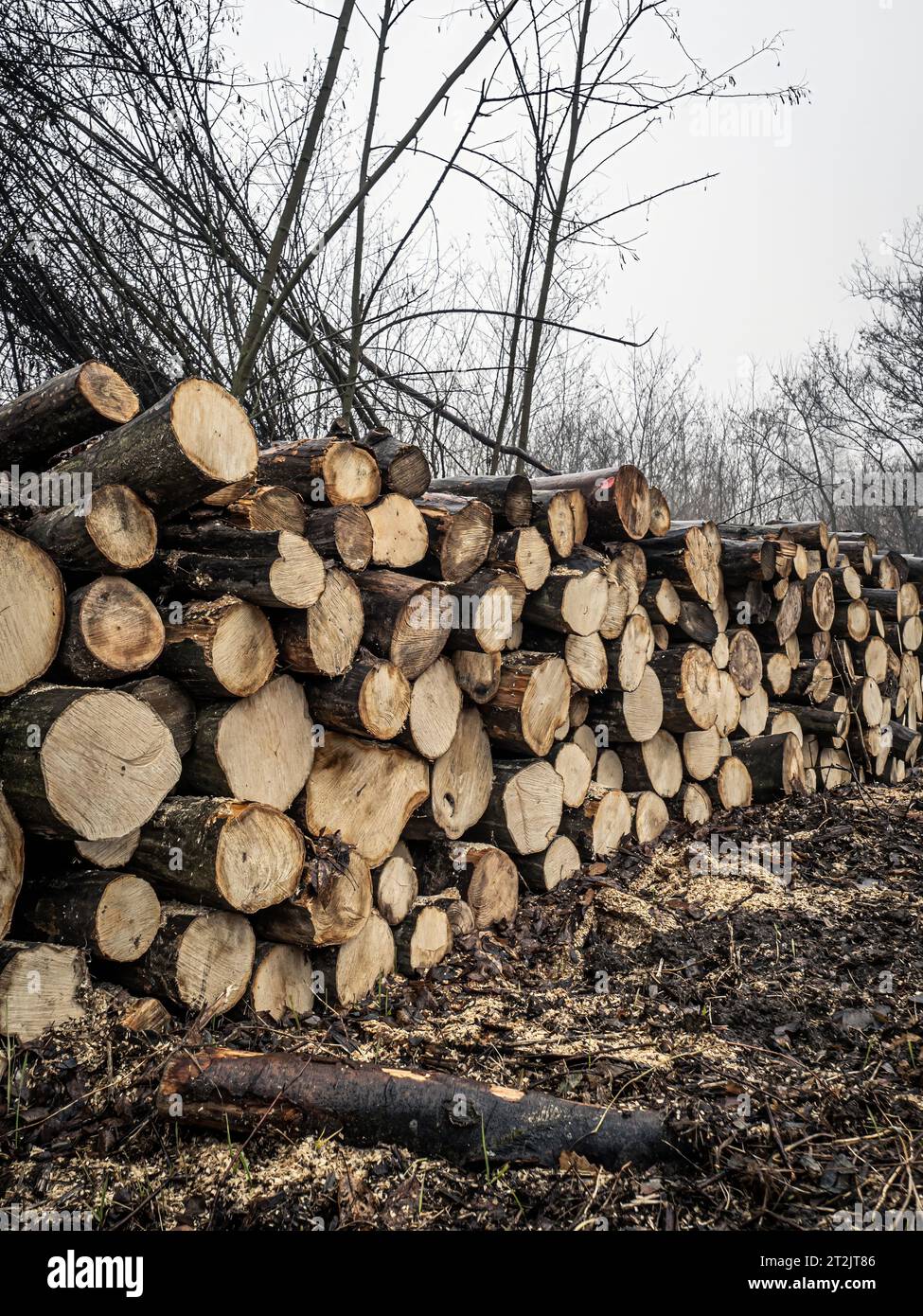 Log pile of hardwood timber in a forest, side view Stock Photo - Alamy