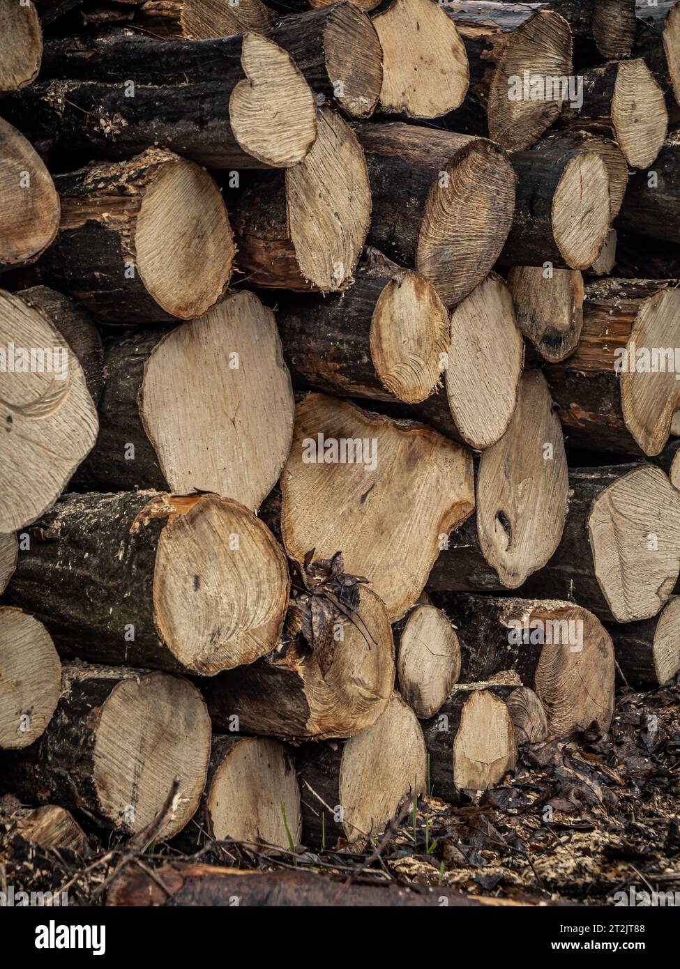 Log pile backdrop hi-res stock photography and images - Alamy