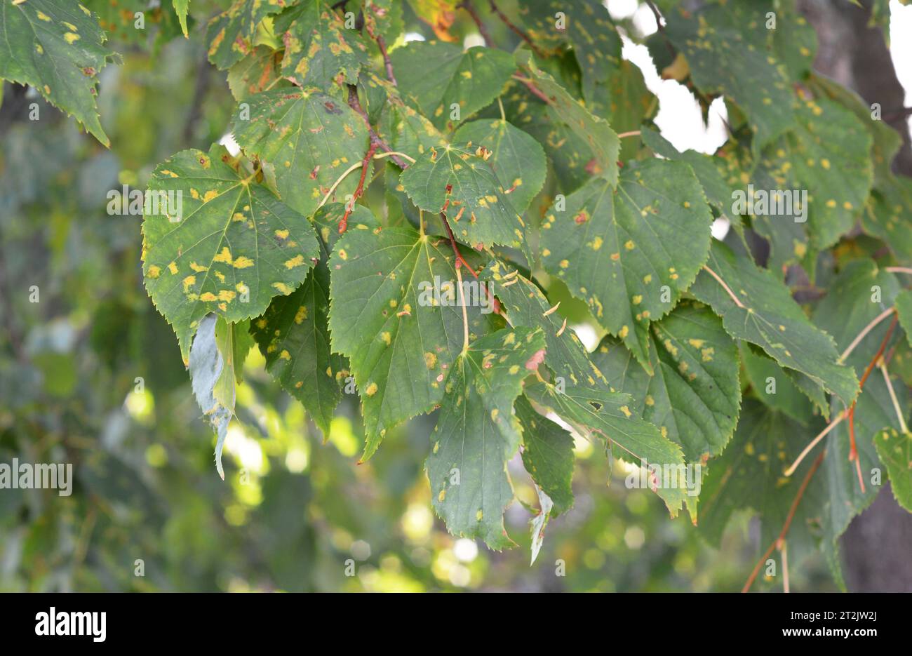 Linden Tree Leaf