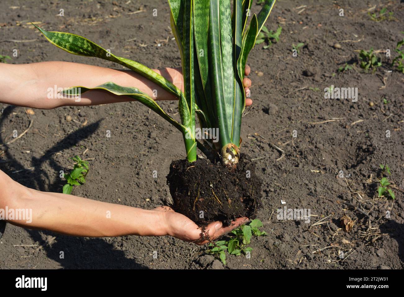 Repotting Snake Plant - How to transplant sansevieria houseplant. Woman ...