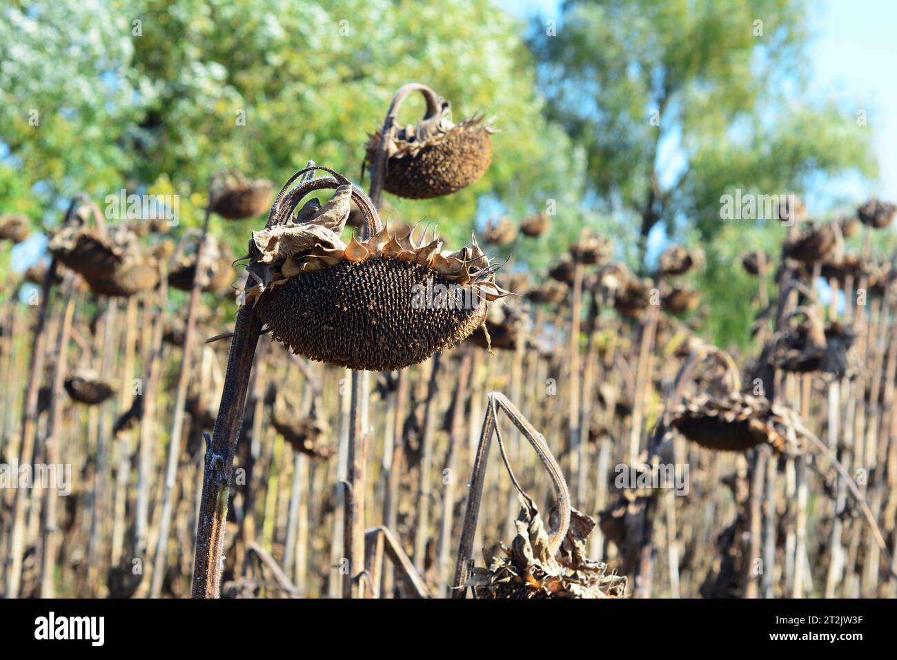 Dried sunflower heads on the sunflower field Stock Photo - Alamy