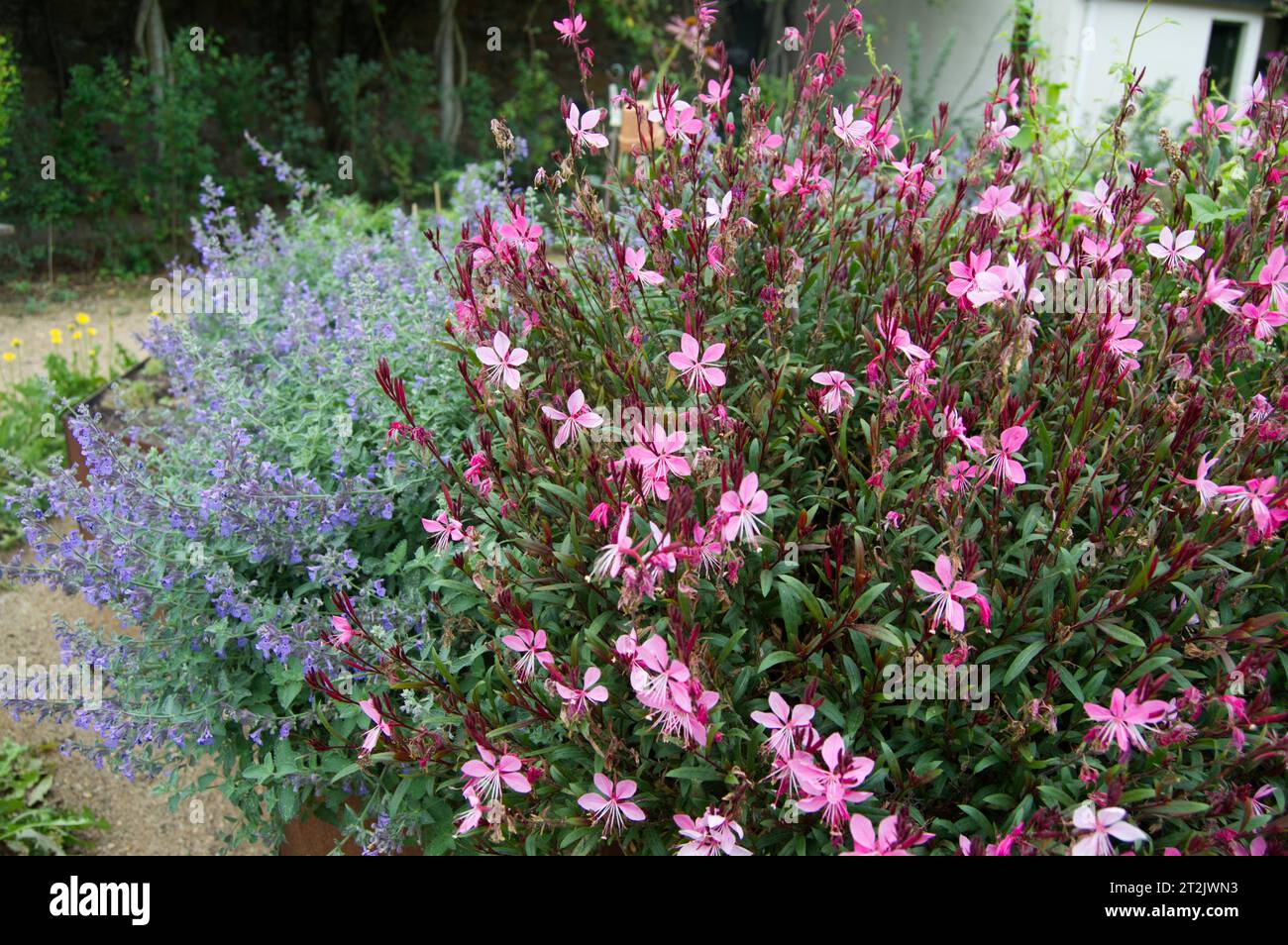 Gardens at Samarès Manor, Jersey, Channel Islands Stock Photo - Alamy