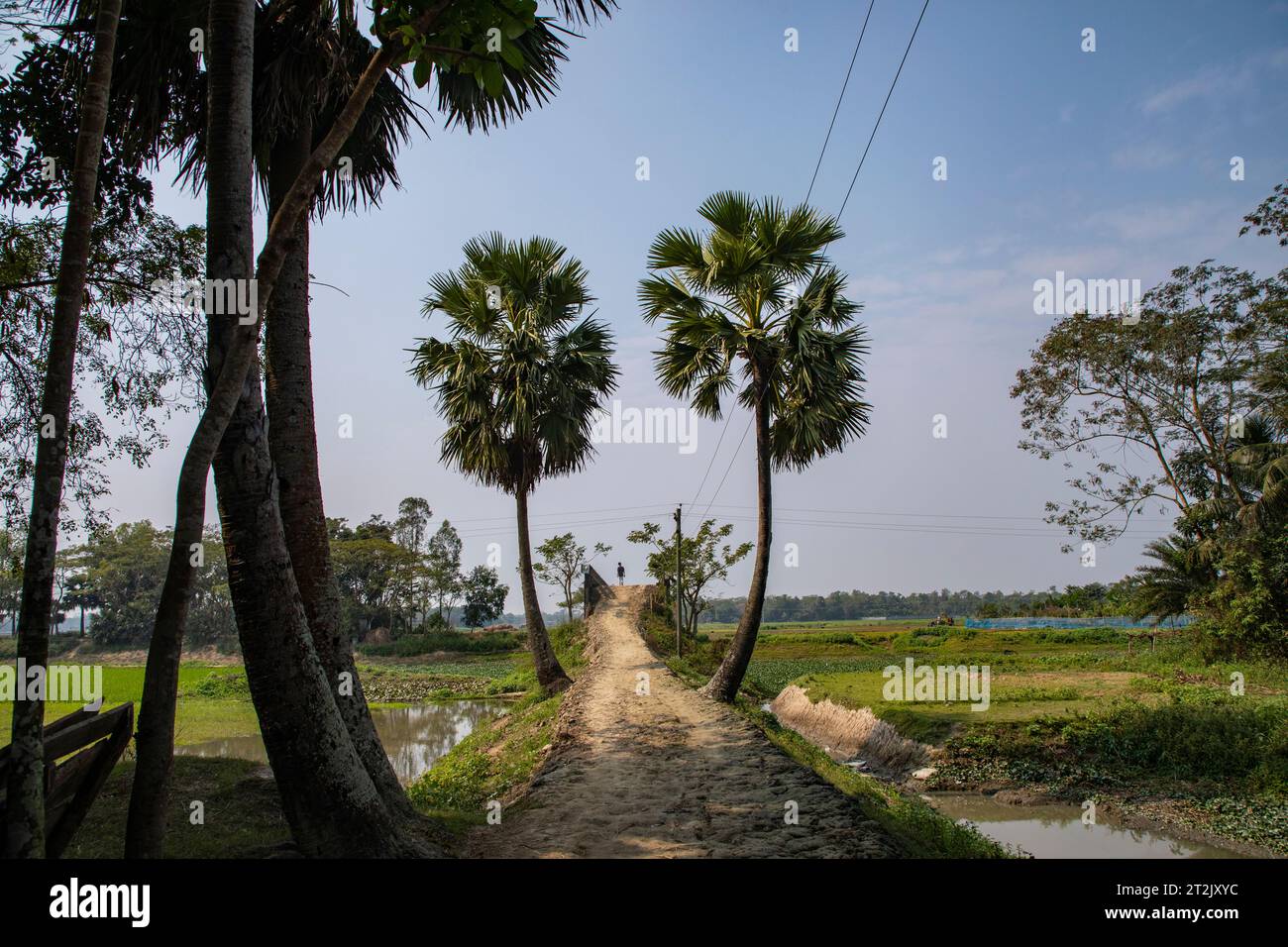 Bangladesh tal gach hi-res stock photography and images - Alamy