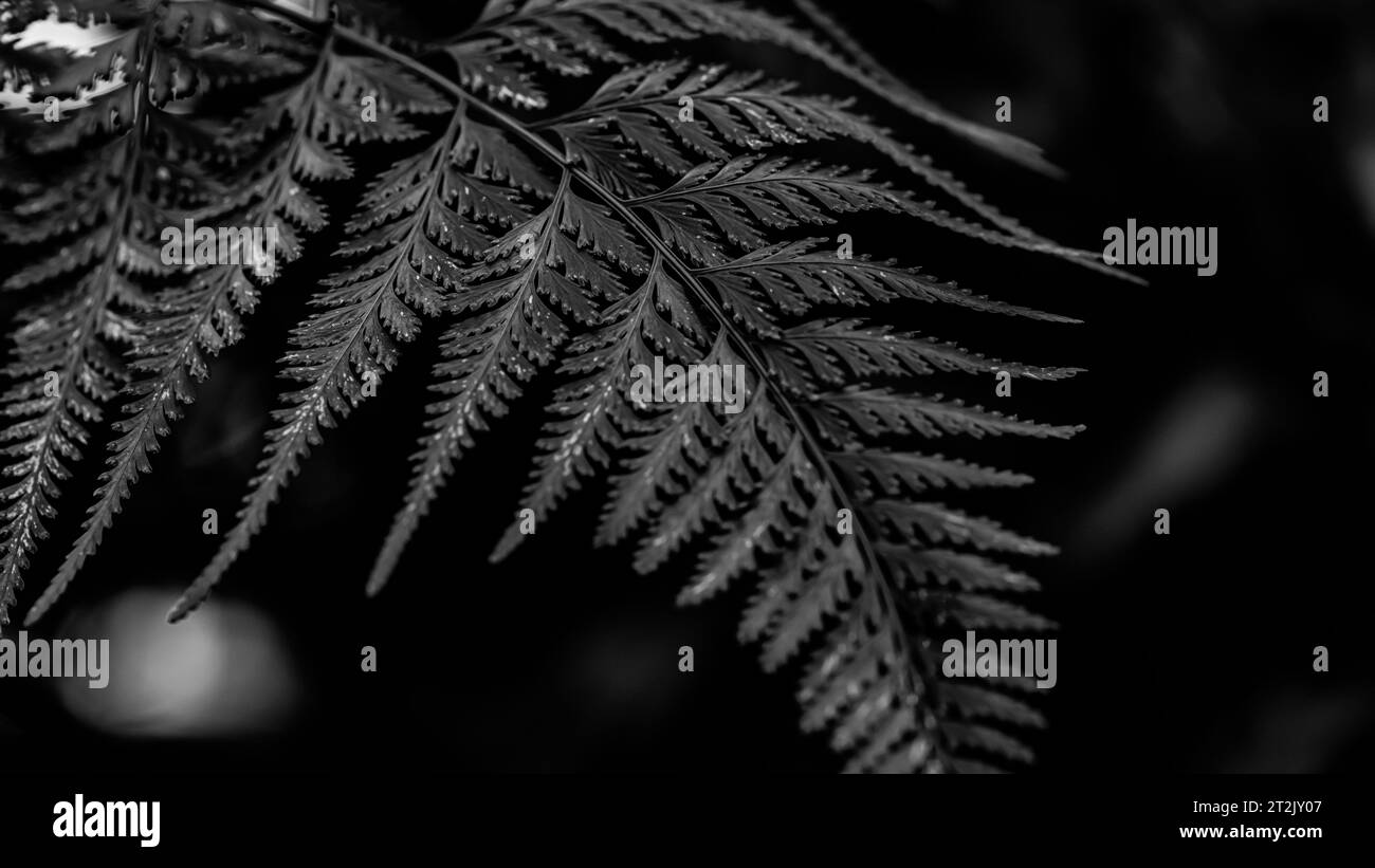 Silver Fern Leaf Background. Nature Background. Macro Photography ...