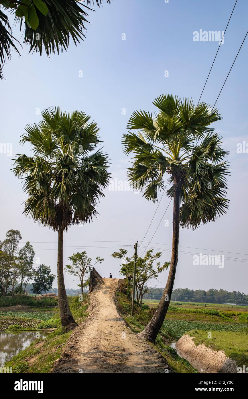Bangladesh tal gach hi-res stock photography and images - Alamy